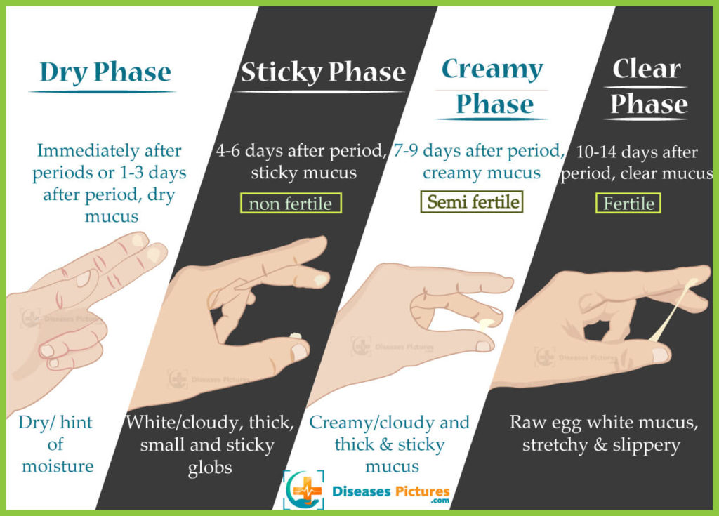 Cervical-Mucus-Chart-1024×735 – Women's Integrative Health