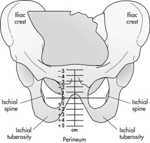 What is Fetal Station? – Women's Integrative Health
