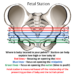 What is Fetal Station? – Women's Integrative Health